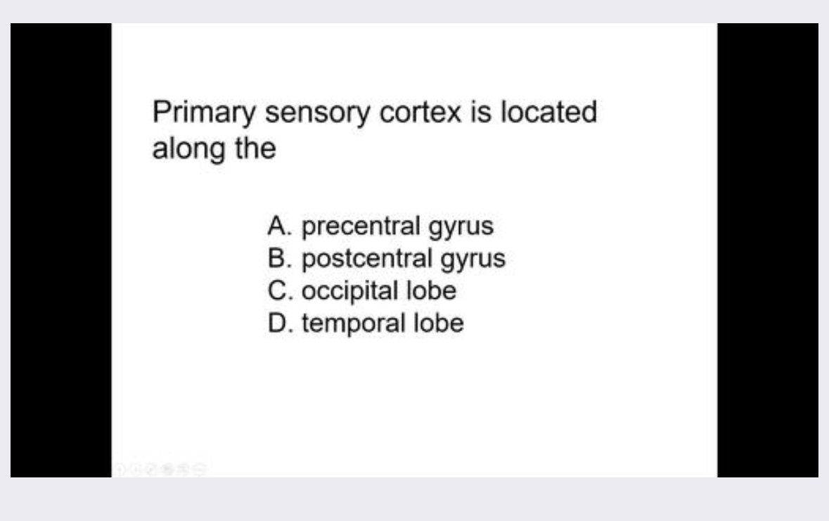 Solved Primary sensory cortex is located along theA. | Chegg.com