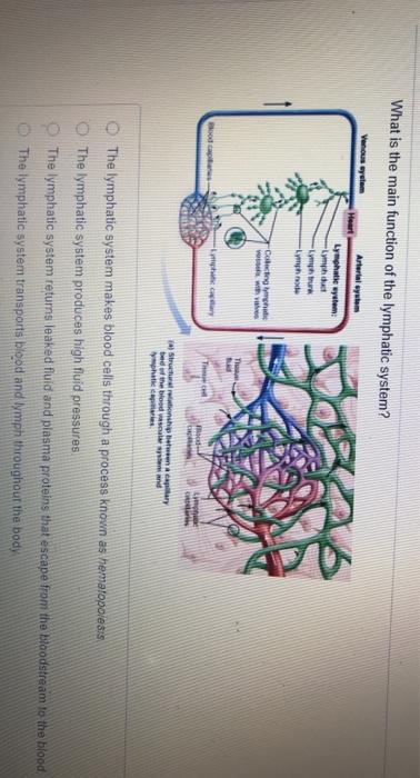 Solved What is the main function of the lymphatic system? | Chegg.com