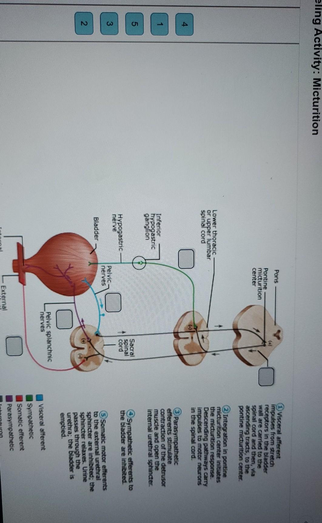 Solved eling Activity: Micturition Pons Pontine micturition | Chegg.com