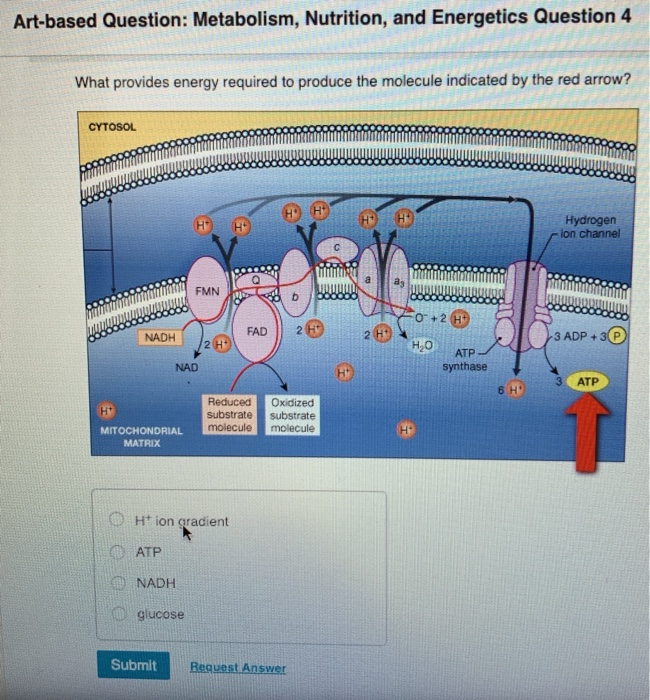 Solved Art-based Question: Metabolism, Nutrition, and | Chegg.com