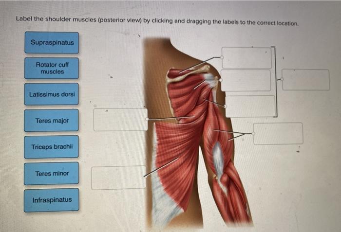 Solved Label the shoulder muscles (posterior view) by | Chegg.com
