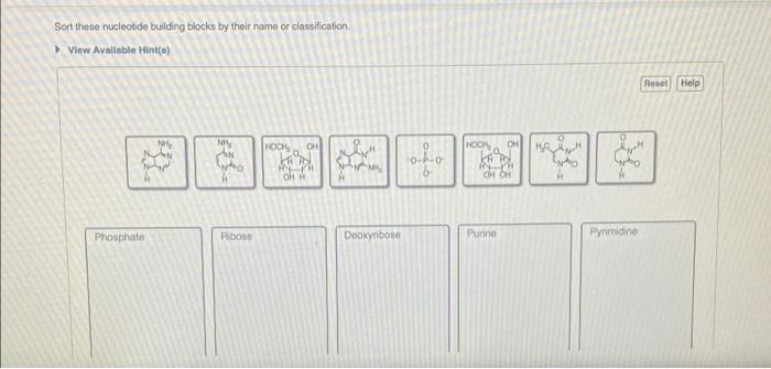 Solved Sort these nucleotide building blocks by their name | Chegg.com