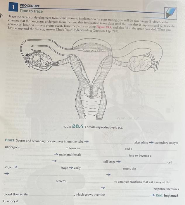 Solved Trace the cvents of development from fertilization to | Chegg.com
