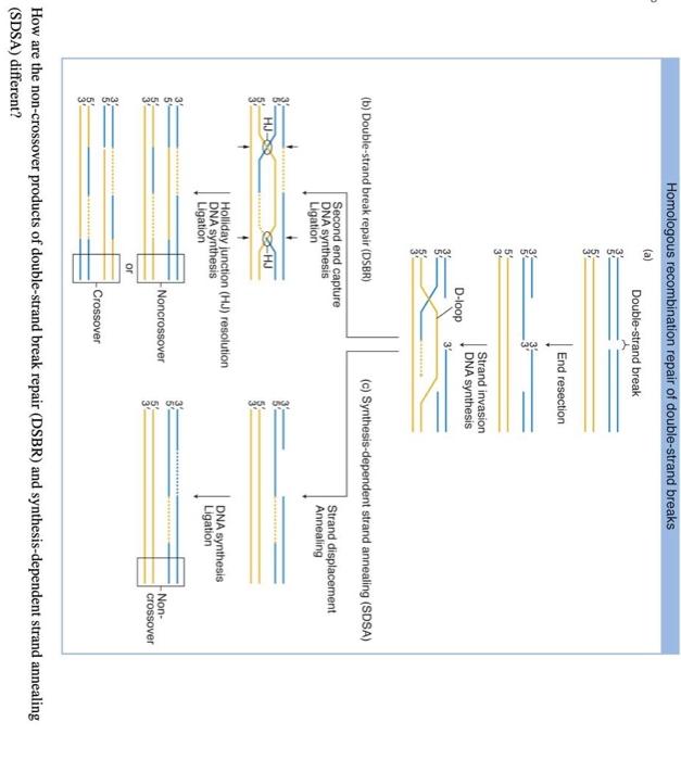 Solved Homologous recombination repair of double-strand | Chegg.com