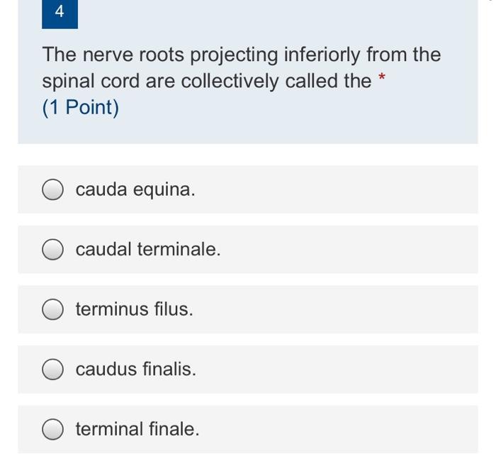Solved 4 The nerve roots projecting inferiorly from the | Chegg.com
