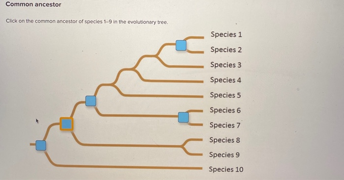 Solved Common ancestor Click on the common ancestor of | Chegg.com