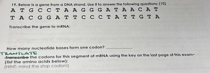 Solved Transcribe the gene to MRNA: How many nucleotide | Chegg.com