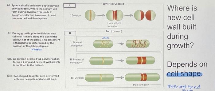 Solved do you think Min CDE functions in coccid shaped | Chegg.com