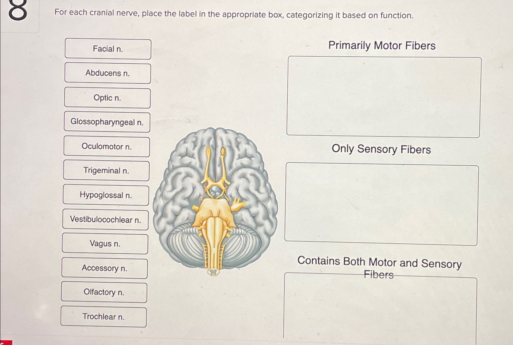 Solved For each cranial nerve, place the label in the | Chegg.com