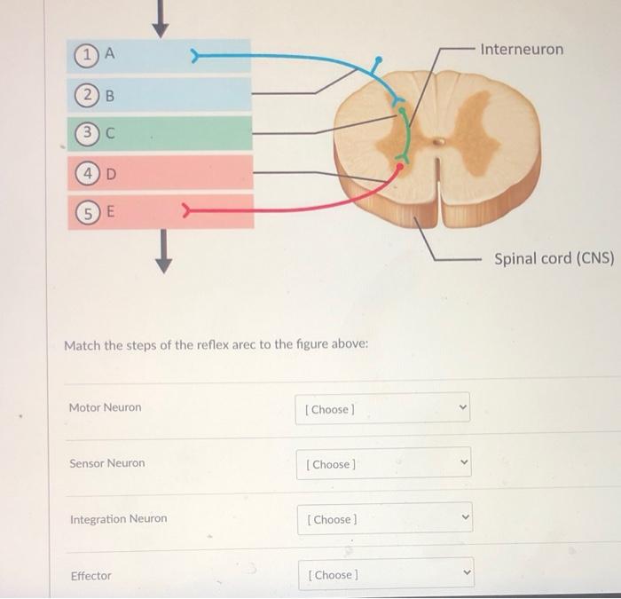 Solved 1 A Interneuron 2 B 3 C 4D 5 E Spinal cord (CNS) | Chegg.com