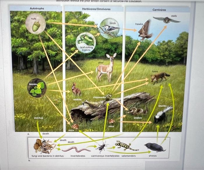 Observe the trophic network. Identify a trophic chain | Chegg.com