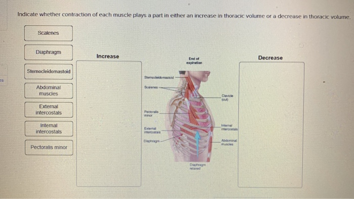 Solved Indicate whether contraction of each muscle plays a | Chegg.com