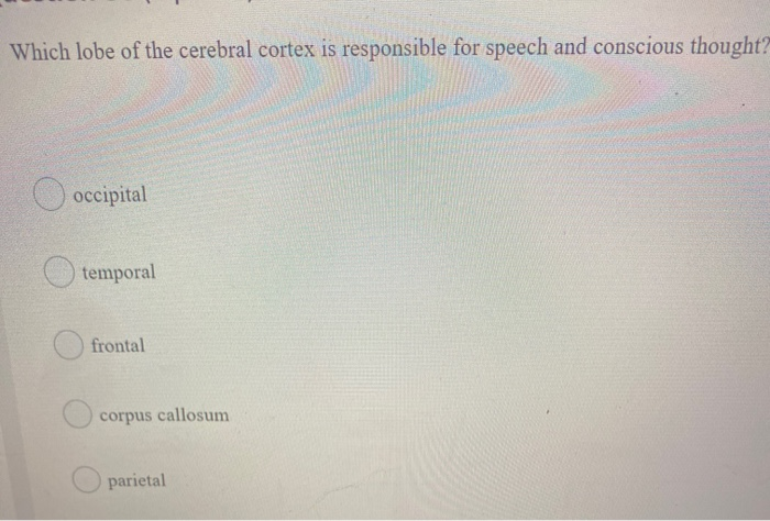 Solved Which lobe of the cerebral cortex is responsible for | Chegg.com
