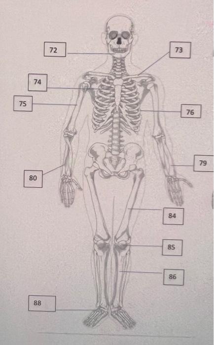 Solved label please | Chegg.com