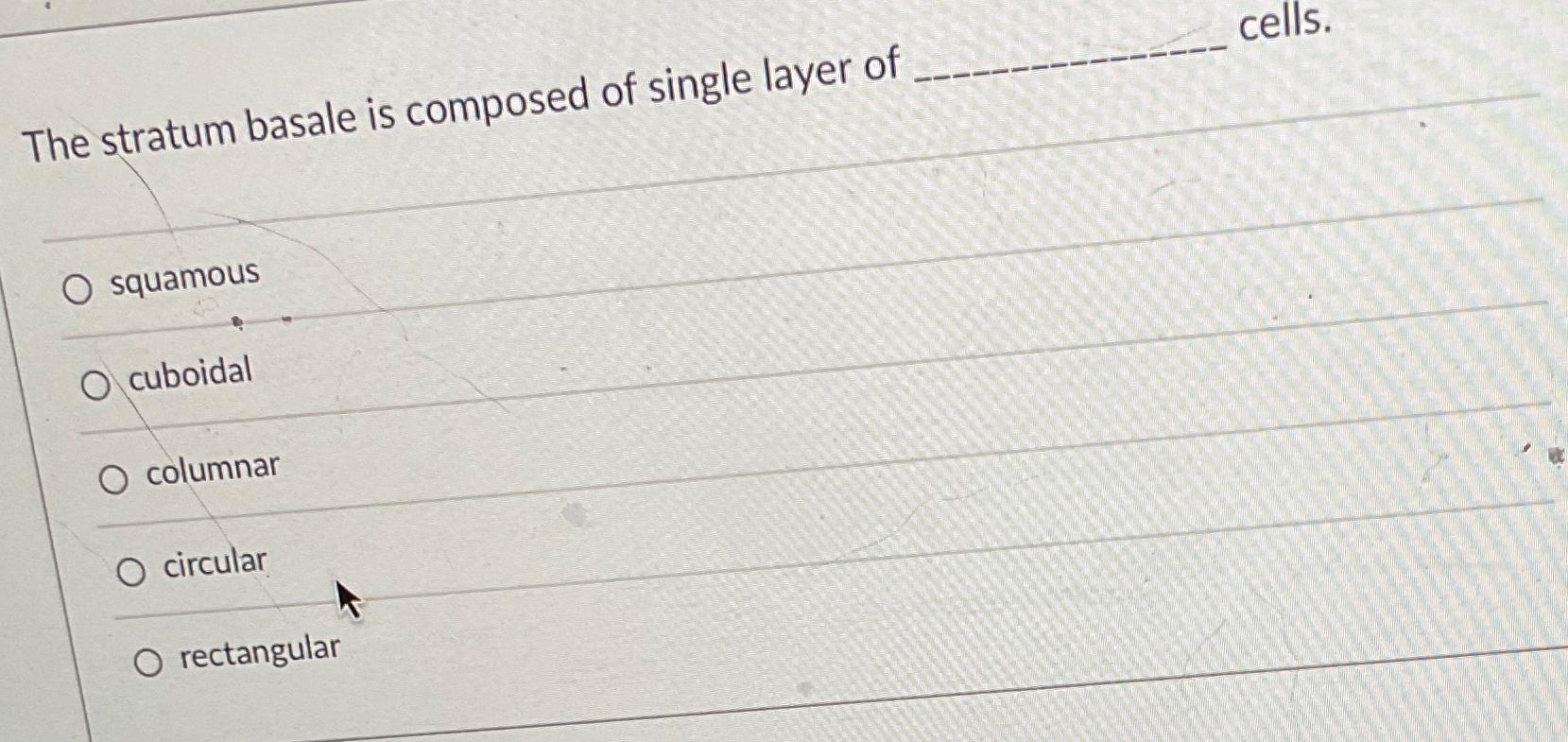 Solved The stratum basale is composed of single layer of | Chegg.com