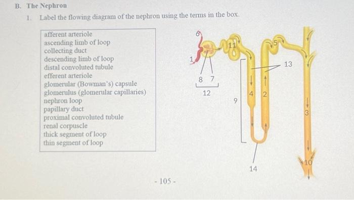 Solved label the following diagram of the nephron using the | Chegg.com