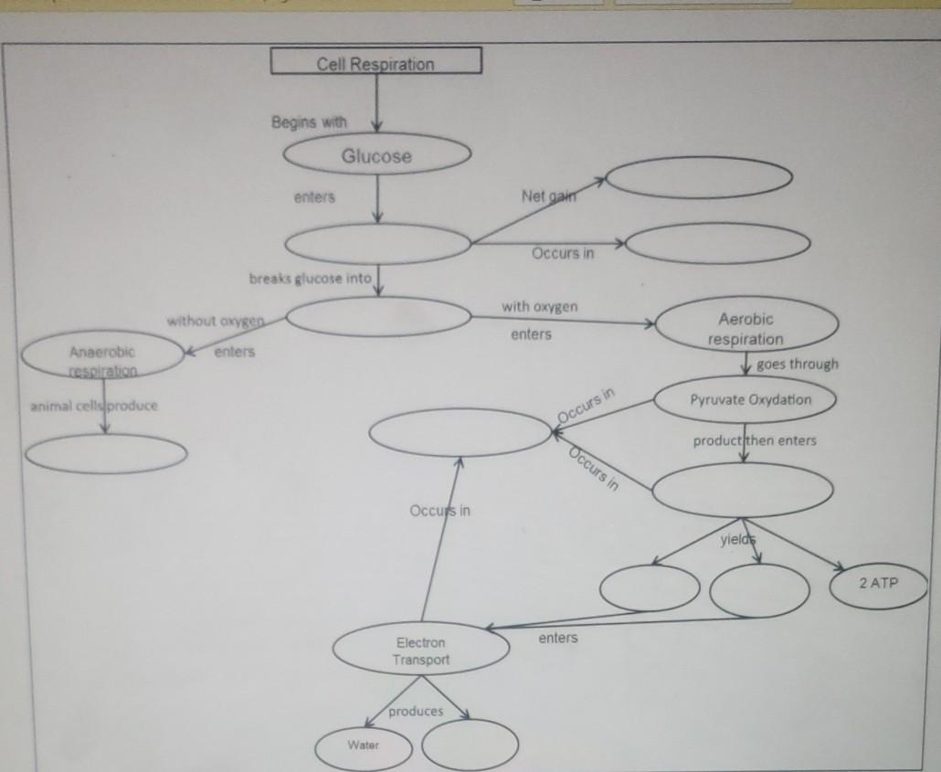 Solved Cellular Respiration Graphic Organizer Assignment | Chegg.com