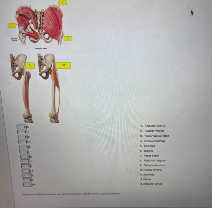 Solved Match each muscle indicated by letters in the image | Chegg.com
