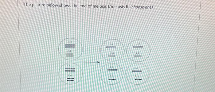 Solved The picture below shows the end of meiosis I/meiosis | Chegg.com