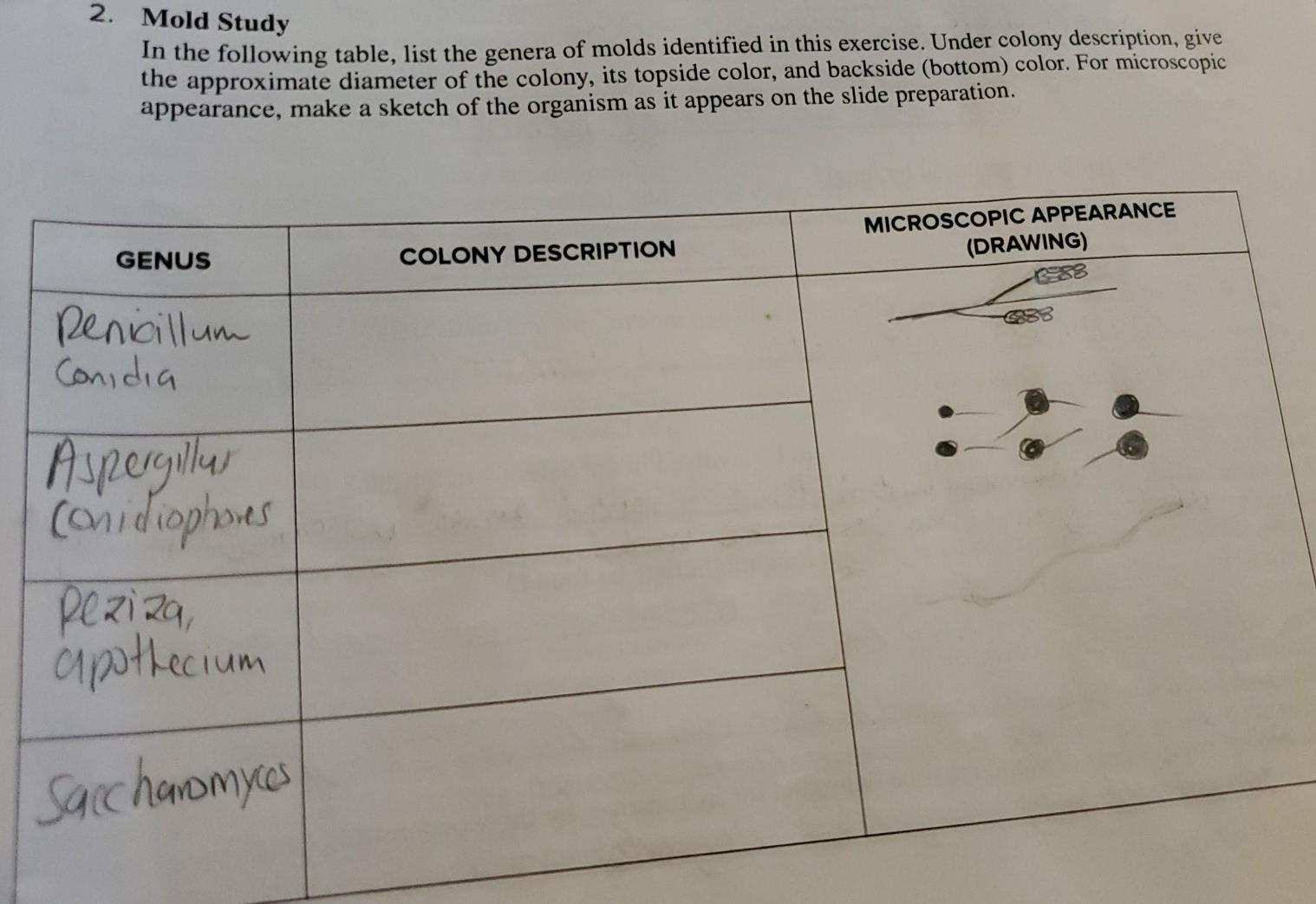 Solved 2. Mold Study In the following table, list the genera | Chegg.com