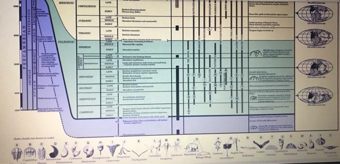 Solved Lesson D:Locating Index Fossils in NYS GEOLOGIC | Chegg.com