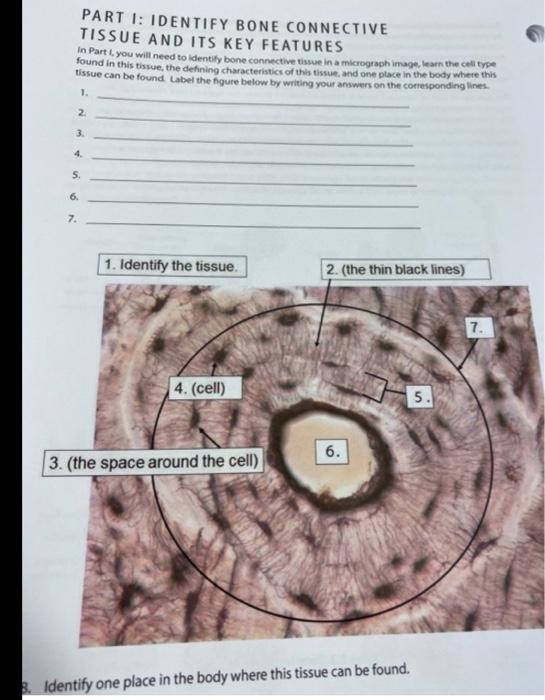 Solved PART I: IDENTIFY BONE CONNECTIVE TISSUE AND ITS KEY | Chegg.com