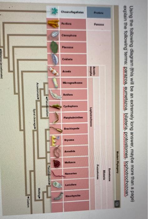 Solved Using the following diagram (this will be an | Chegg.com
