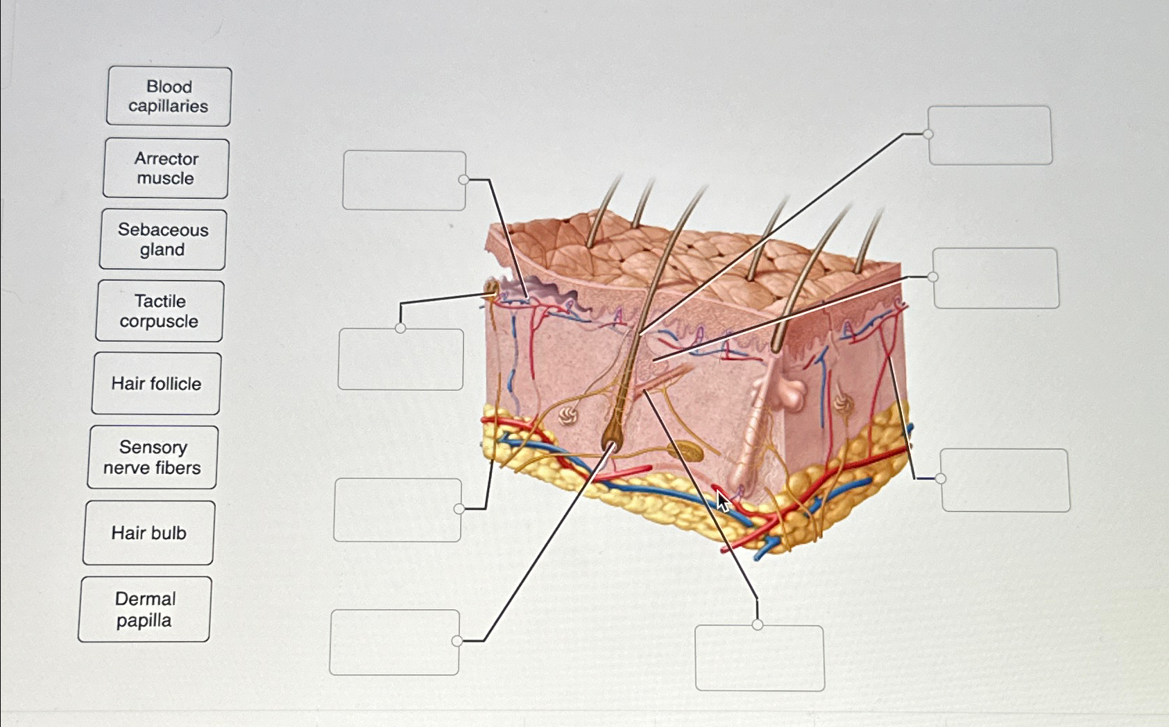 Solved label the parts of the skin and subcutaneous tissue | Chegg.com