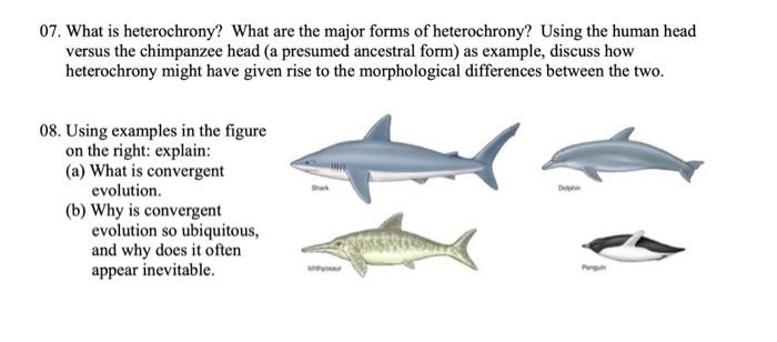 Solved 07. What is heterochrony? What are the major forms of | Chegg.com