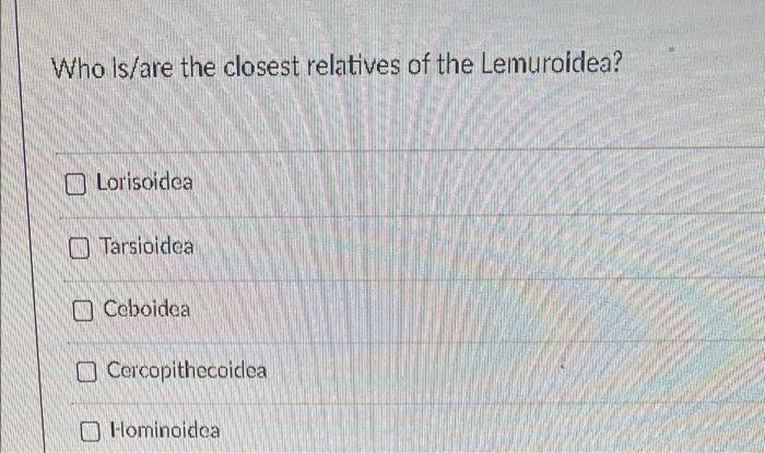 Who is/are the closest relatives of the Lorisoidea? | Chegg.com