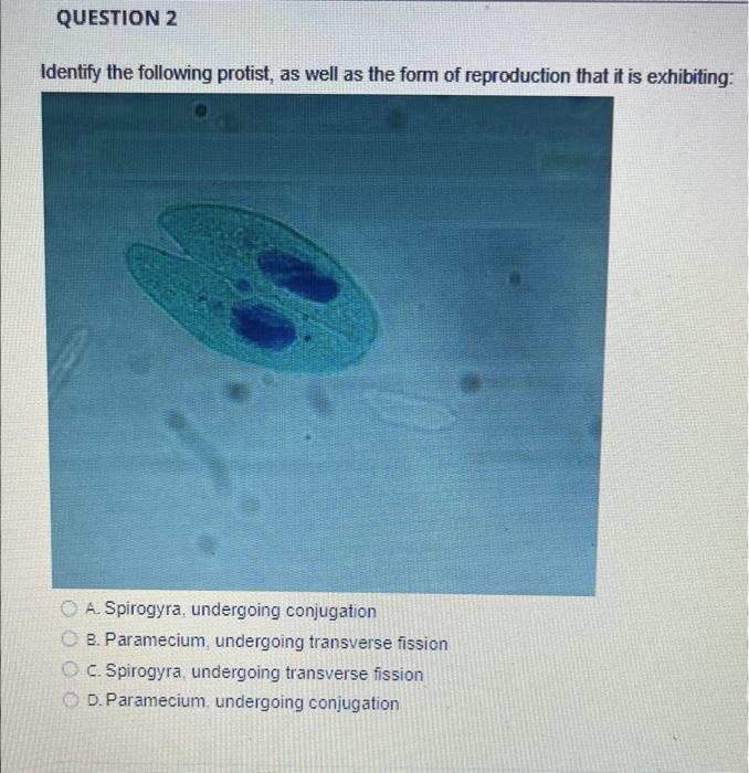 Solved Identify the following protist, as well as the form | Chegg.com
