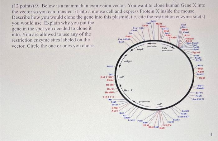 Solved (12 points) 9. Below is a mammalian expression | Chegg.com