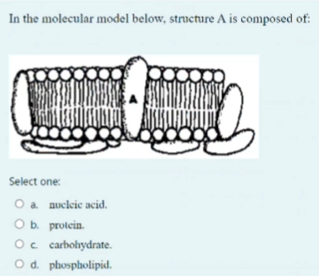 Solved In the molecular model below, structure A ﻿is | Chegg.com