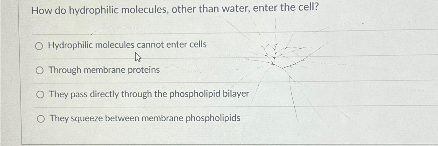 Solved How do hydrophilic molecules, other than water, enter | Chegg.com