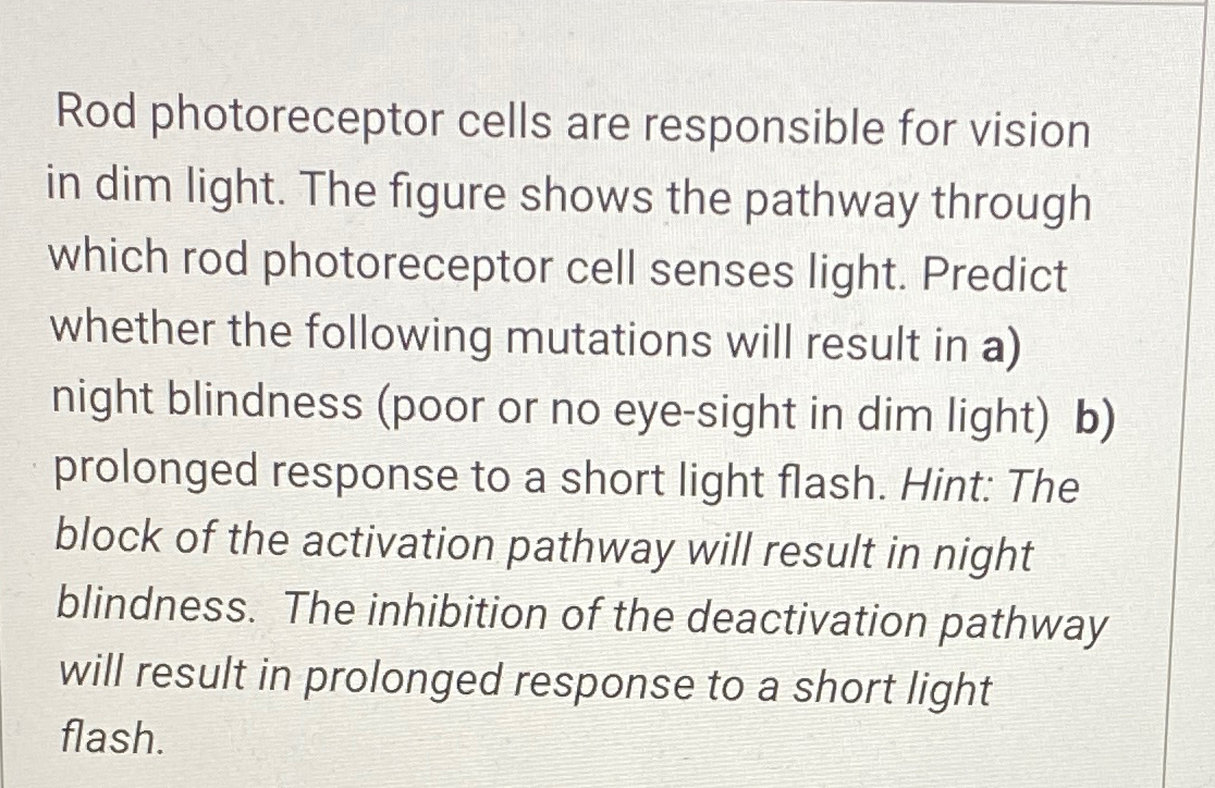 Solved Rod photoreceptor cells are responsible for vision in | Chegg.com