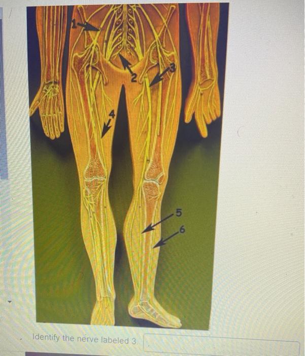 Solved 5 6 Identify the nerve labeled 3. | Chegg.com