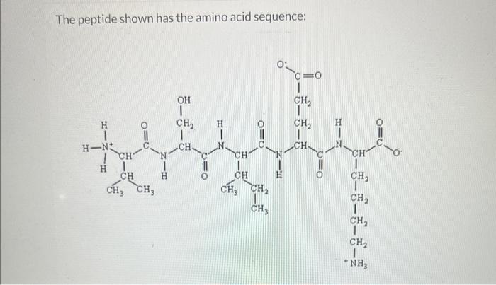 Solved The peptide shown has the amino acid sequence: | Chegg.com