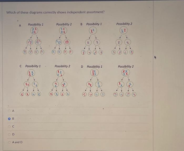 Solved Which of these diagrams correctly shows independent | Chegg.com