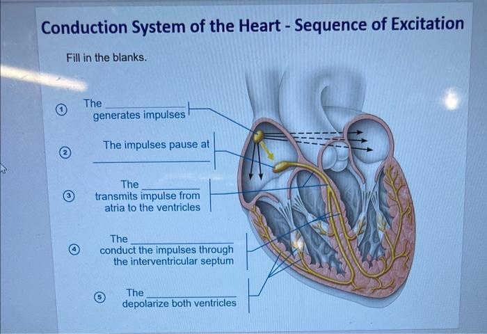 Solved Conduction System of the Heart - Sequence of | Chegg.com