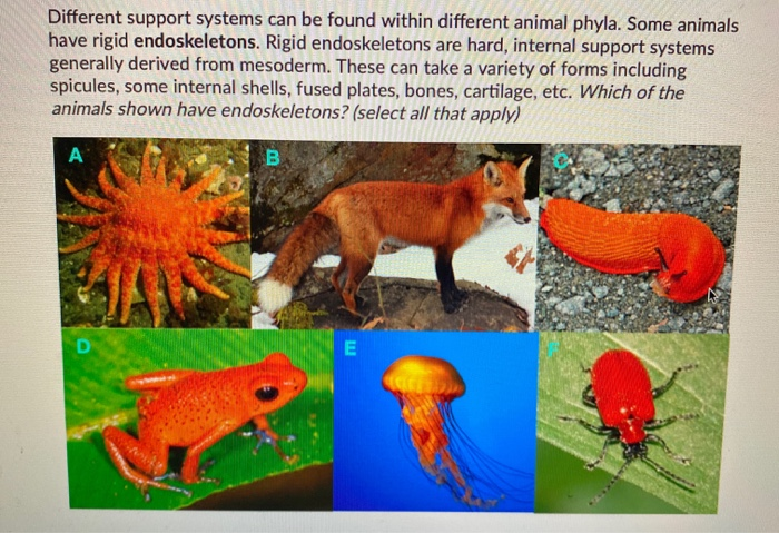 Solved Patterns of Development: Animals with indirect | Chegg.com