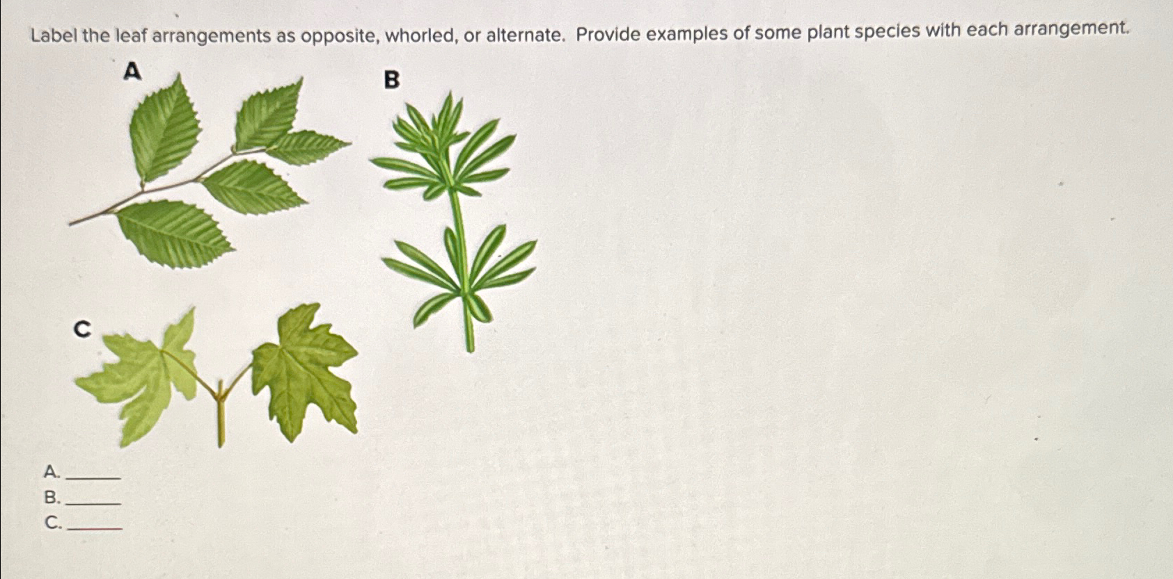 Solved Label the leaf arrangements as opposite, whorled, or | Chegg.com