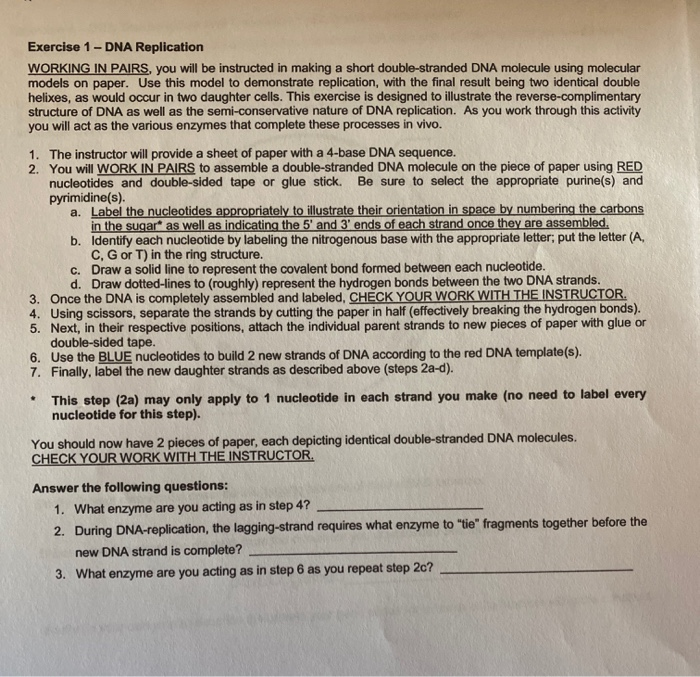 Solved Exercise 1 - DNA Replication WORKING IN PAIRS, you | Chegg.com