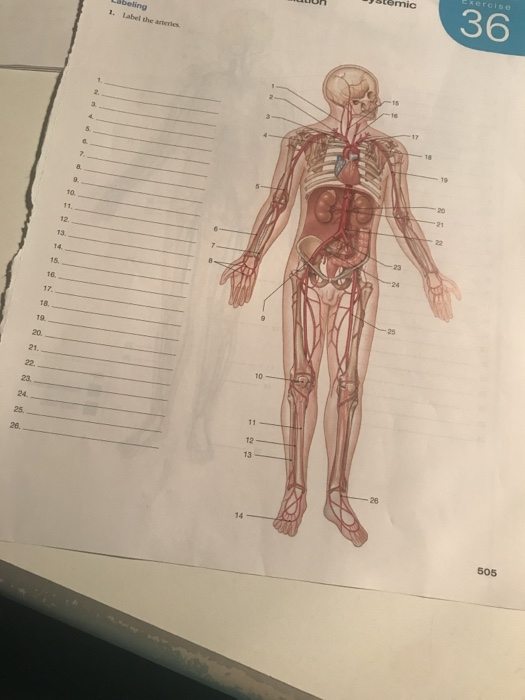 Solved stemic Exercise Labeling 1. Label the are 36 505 | Chegg.com