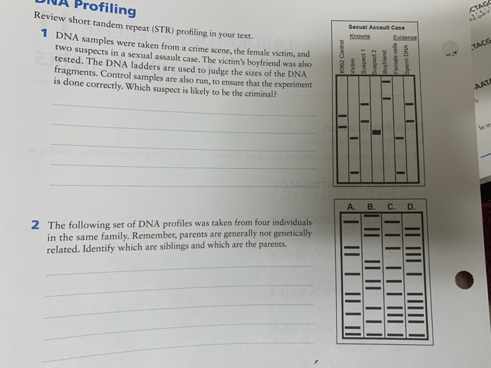 Solved DNA Profiling Review short tandem repeat (STR) | Chegg.com