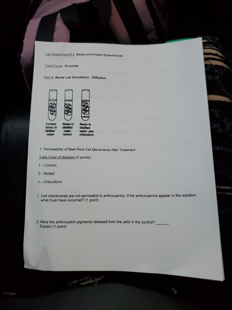 Solved Lab Assignment #2 Beets and Potato Experiments Total | Chegg.com