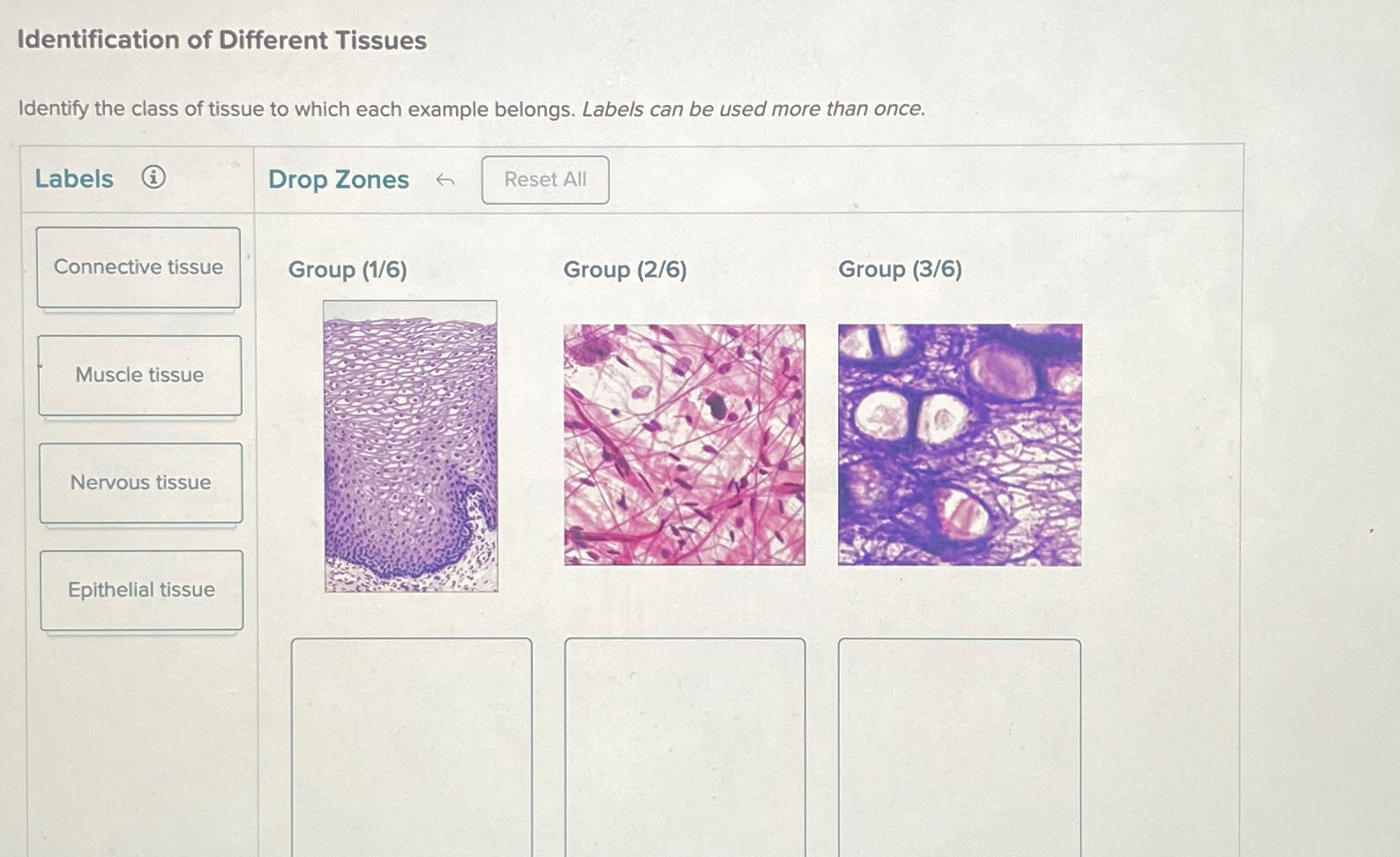 Solved Identification of Different TissuesIdentify the class | Chegg.com