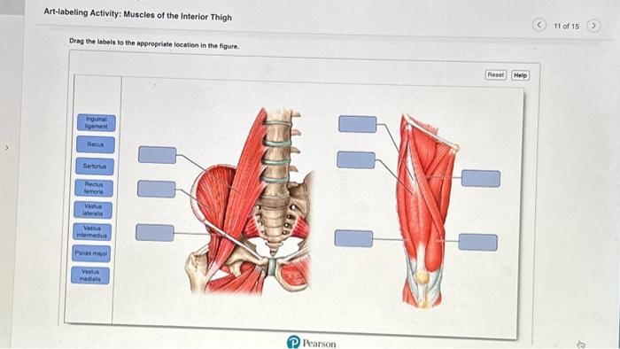 > Art-labeling Activity: Muscles of the Interior | Chegg.com