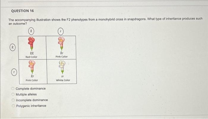 Solved The accompanying illustration shows the F2 phenotypes | Chegg.com