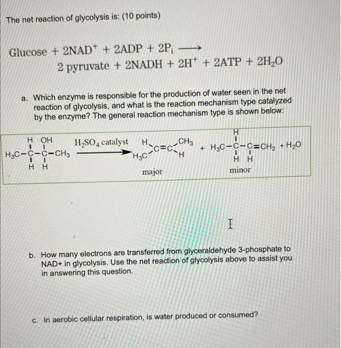 Solved The net reaction of glycolysis is: (10 points) | Chegg.com