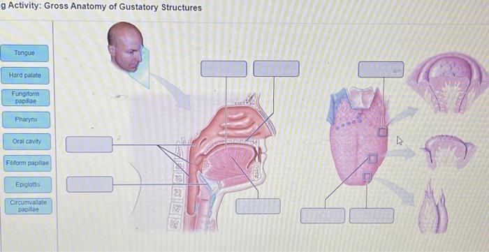 Solved g Activity: Gross Anatomy of Gustatory Structures | Chegg.com